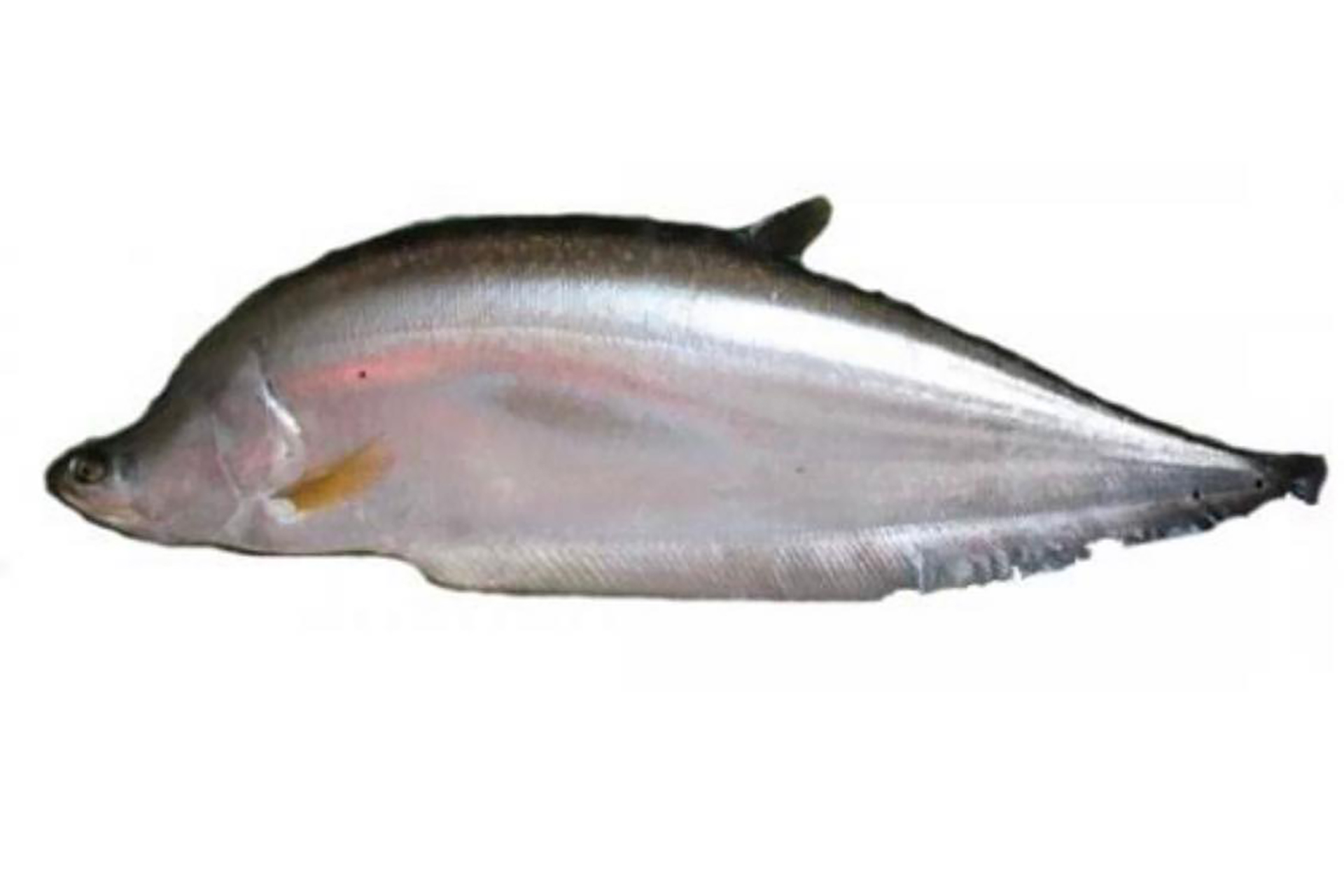 Home - Bangla Supermarket