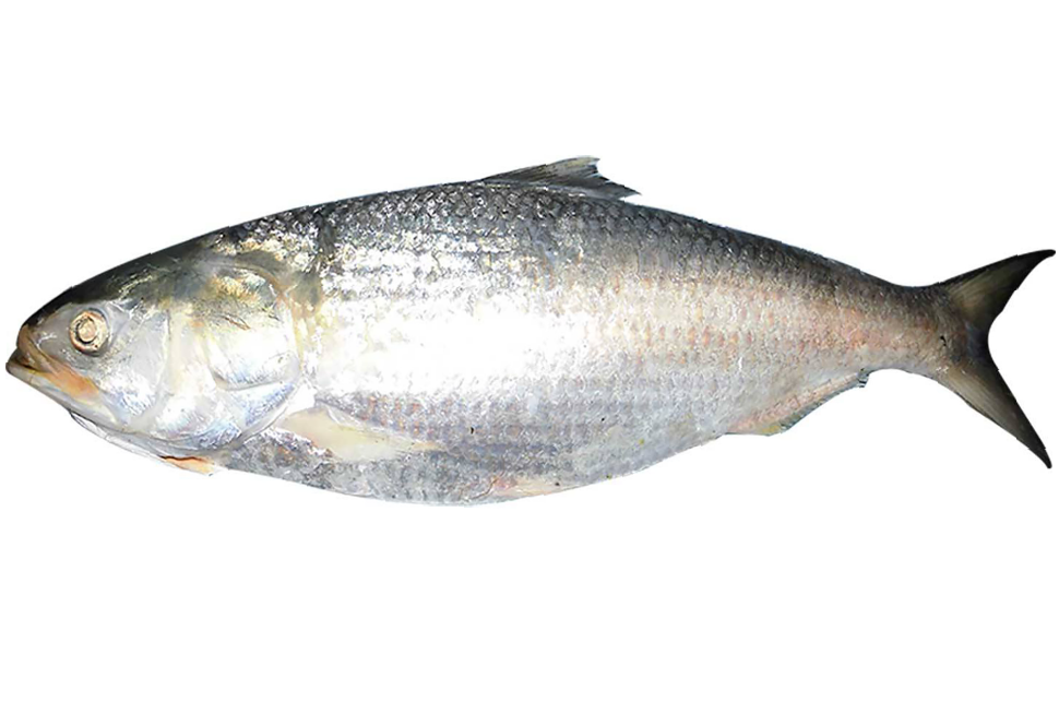 Frozen Whole Fish - Bangla Supermarket