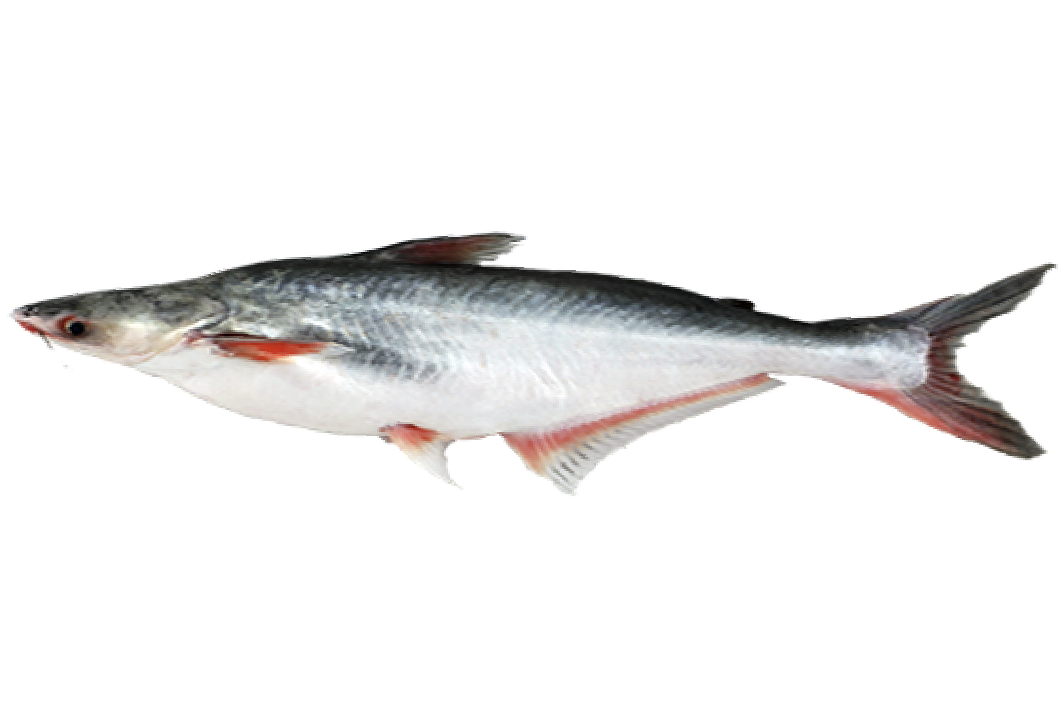 Frozen Whole Fish - Bangla Supermarket